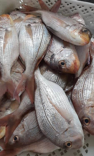 Dorade Prix Au Kilo