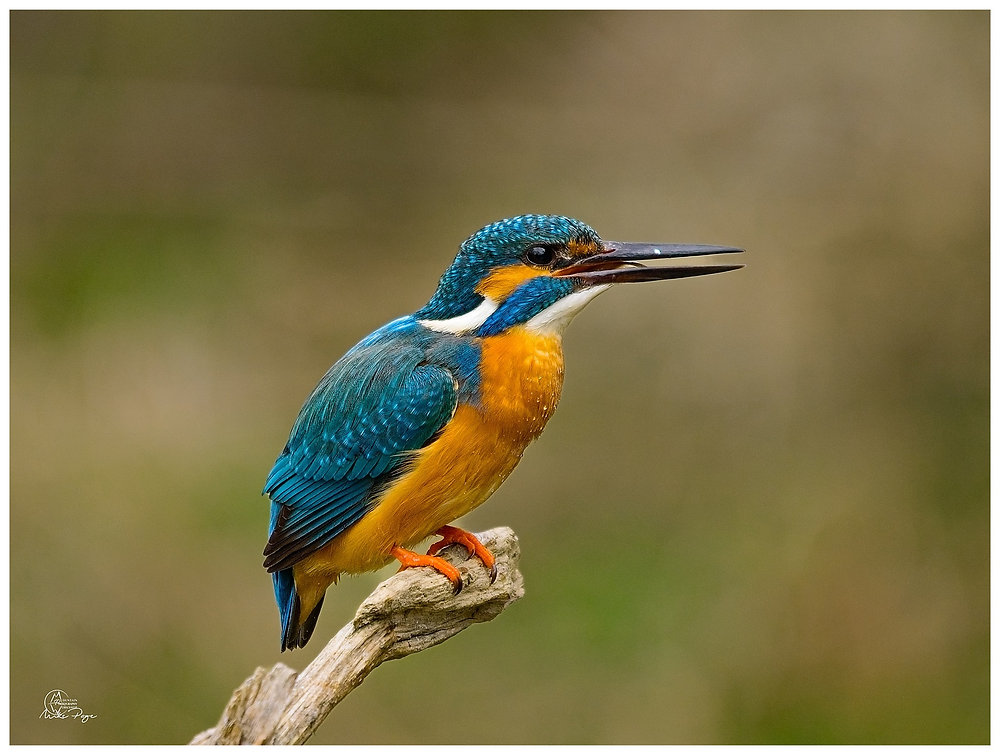 Kingfishers in Landsberg - Like Shooting Fish in a Barrel