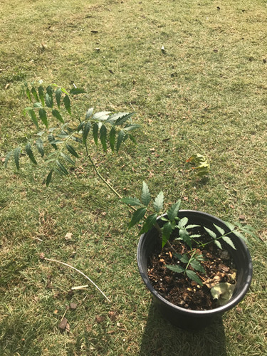 Neem Seedlings - Small | Shreeya's Naturals