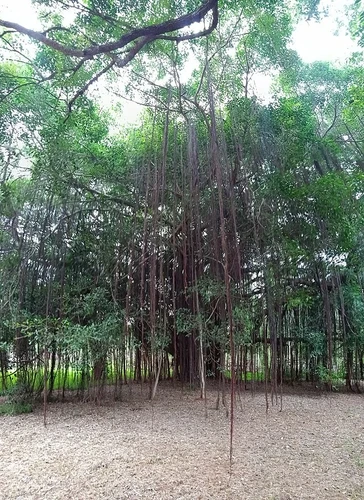Ficus benghalensis / Banyan tree /Alamaram | Shreeya's Naturals