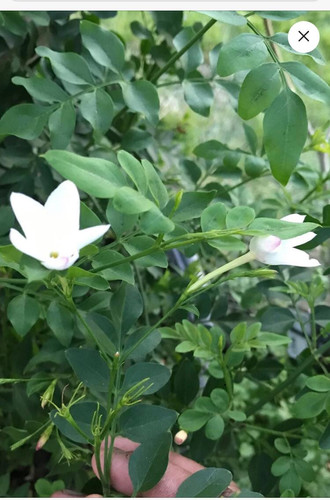 Pichi poo / Poet Jasmine /Pink jasmine vine variety / Jaathi malli ...