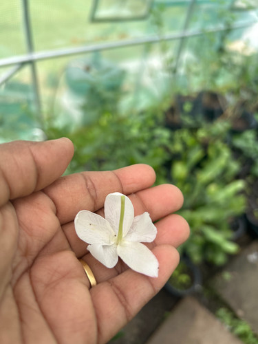 White Pichi poo / Poet Jasmine/Pink jasmine vine variety / Jaathi malli ...