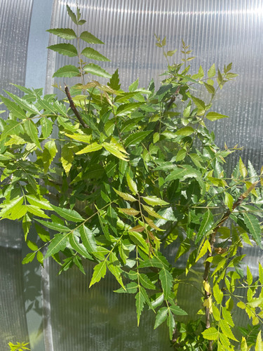 Neem Tree / Vembu / Vepam -3-4feet tall | Shreeya's Naturals