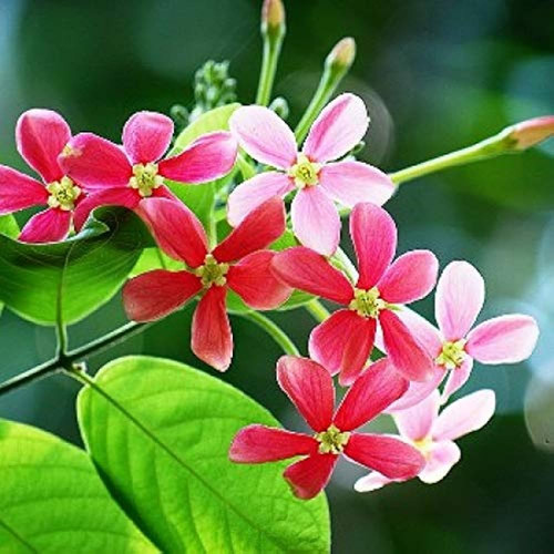 Bushy Single layer - Rangoon creeper in 5 gallon pot with trellis ...