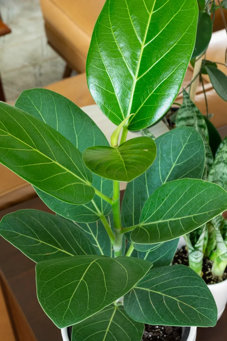 Ficus benghalensis / Banyan tree /Alamaram 3 feet 3 gallon | Shreeya's ...