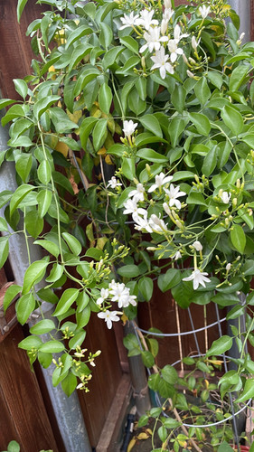 Sandhana Mullai/Sannajaji Jasmine / Nithya malli bushy 12 inches tall ...