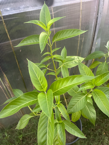 Adathodai live plant / Ardusi/ Malabar nut 2 feet tall in 3 gallon pot ...