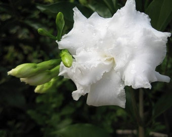 Nandiyavattai (Chandni) - double petal Large | Shreeya's Naturals