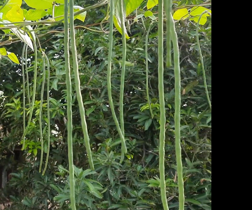 Yard Long Beans seeds [Karamani. chawli, yard long beans, cow pea beans ...