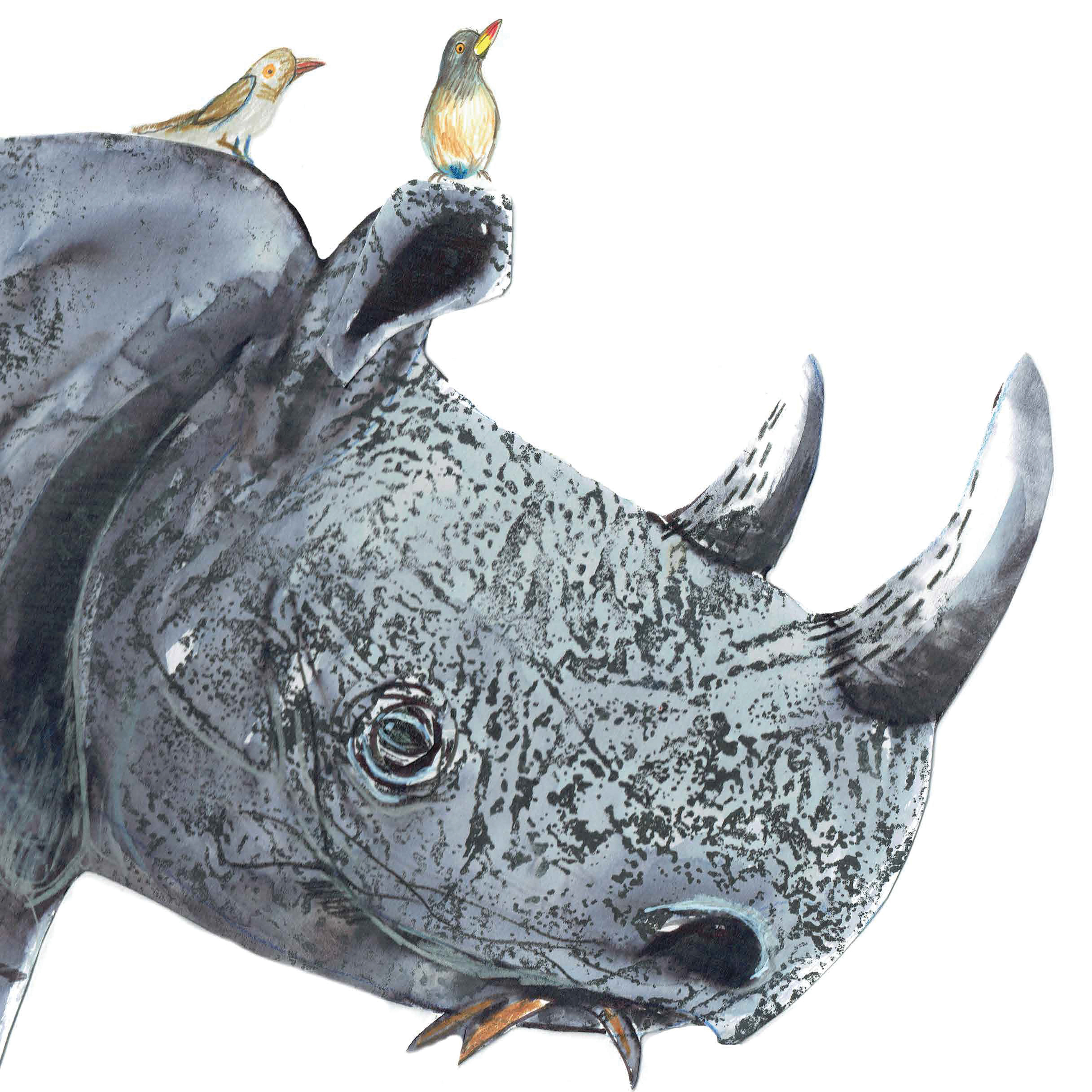 Gallery | Kate Read Illustration