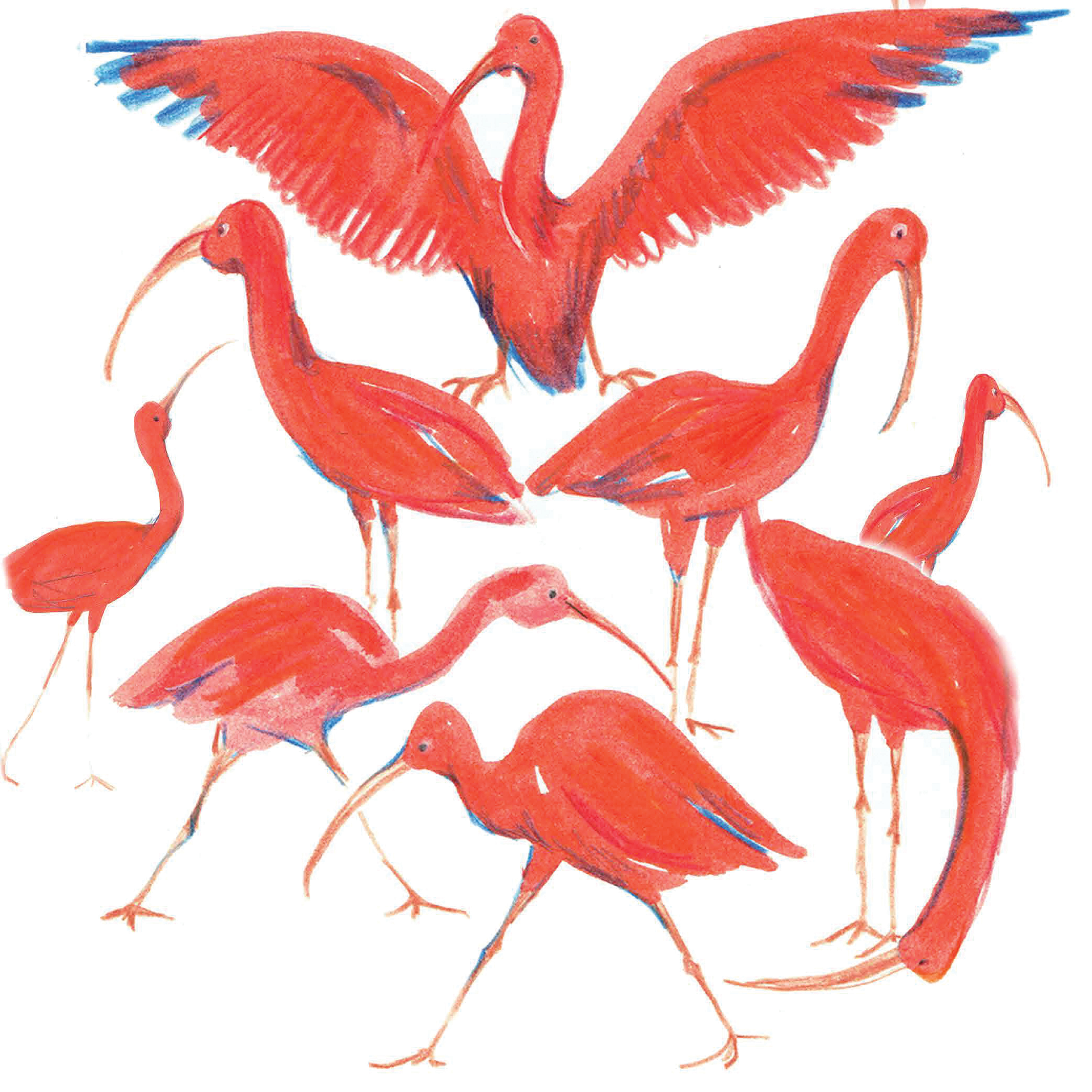 Gallery | Kate Read Illustration