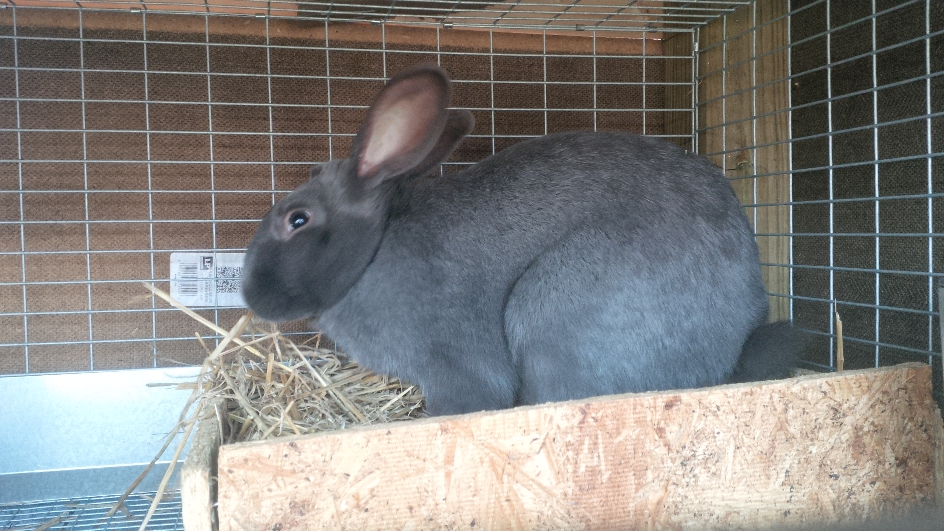 Home | Yankee Hill Rabbitry