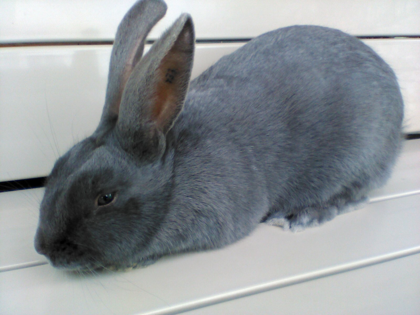 Home | Yankee Hill Rabbitry