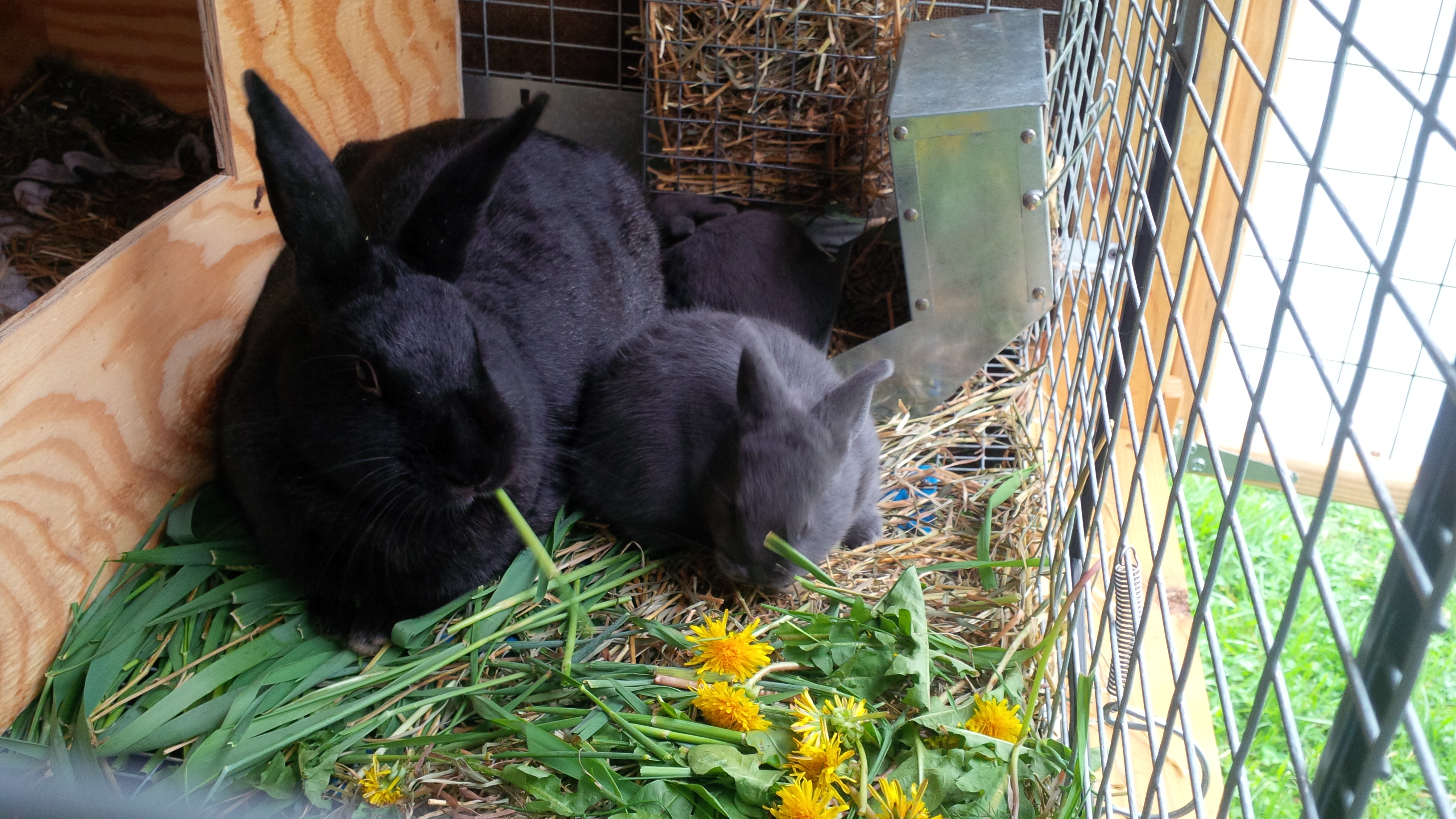 Home | Yankee Hill Rabbitry