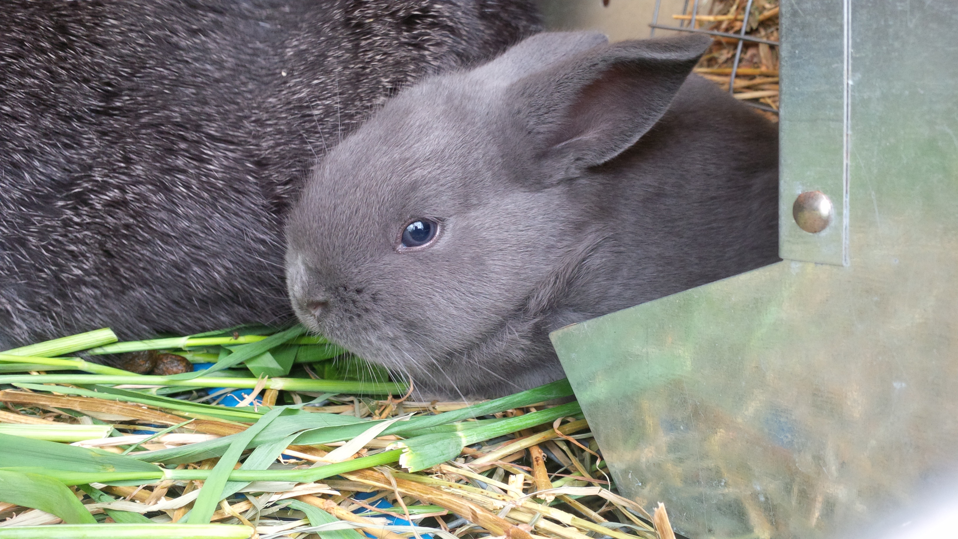 Home | Yankee Hill Rabbitry