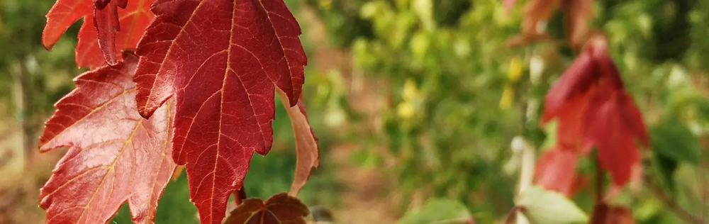 Summer Red Maple Tree