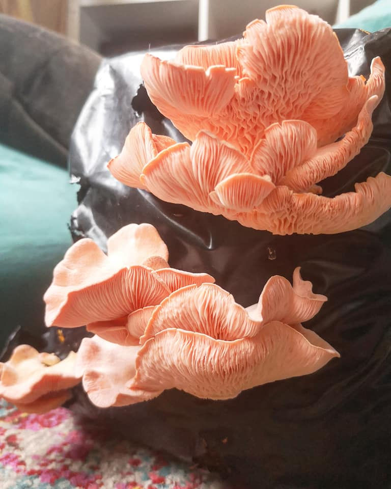 How to grow pink oyster mushrooms at home