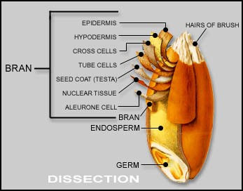 Wheat Facts | fpmsystems