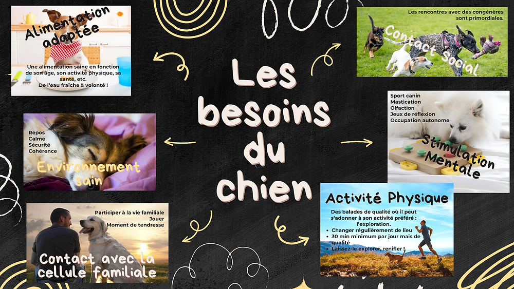 LES BESOINS FONDAMENTAUX DU CHIEN