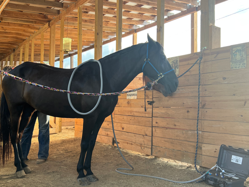 Blog | Smooth Moves Ranch