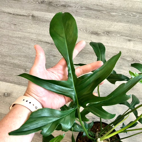 8" PHILODENDRON GLAD HANDS | Flourish Plant Mkt.