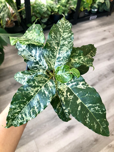 FICUS ASPERA G.FROST. | Flourish Plant Mkt.