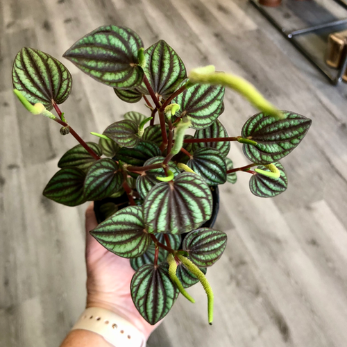 PEPEROMIA PICCOLO BANDA | Flourish Plant Mkt.