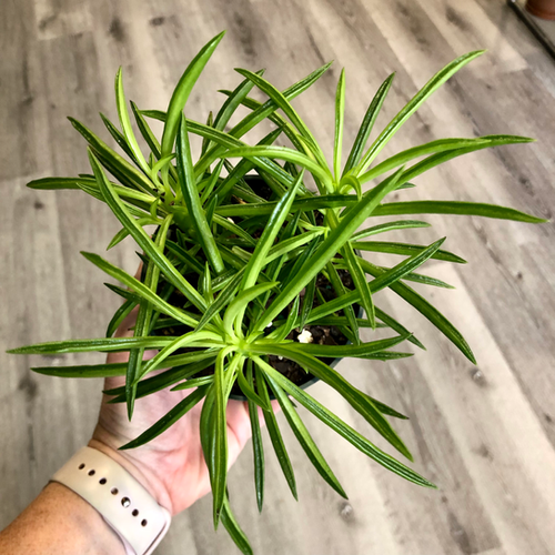 PEPEROMIA HAPPY BEAN | Flourish Plant Mkt.