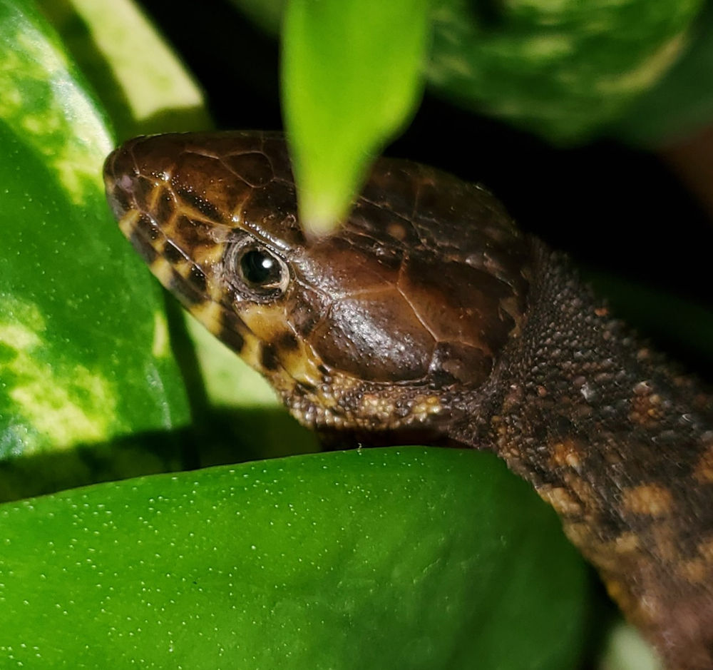 Yellow-spotted Night Lizard
