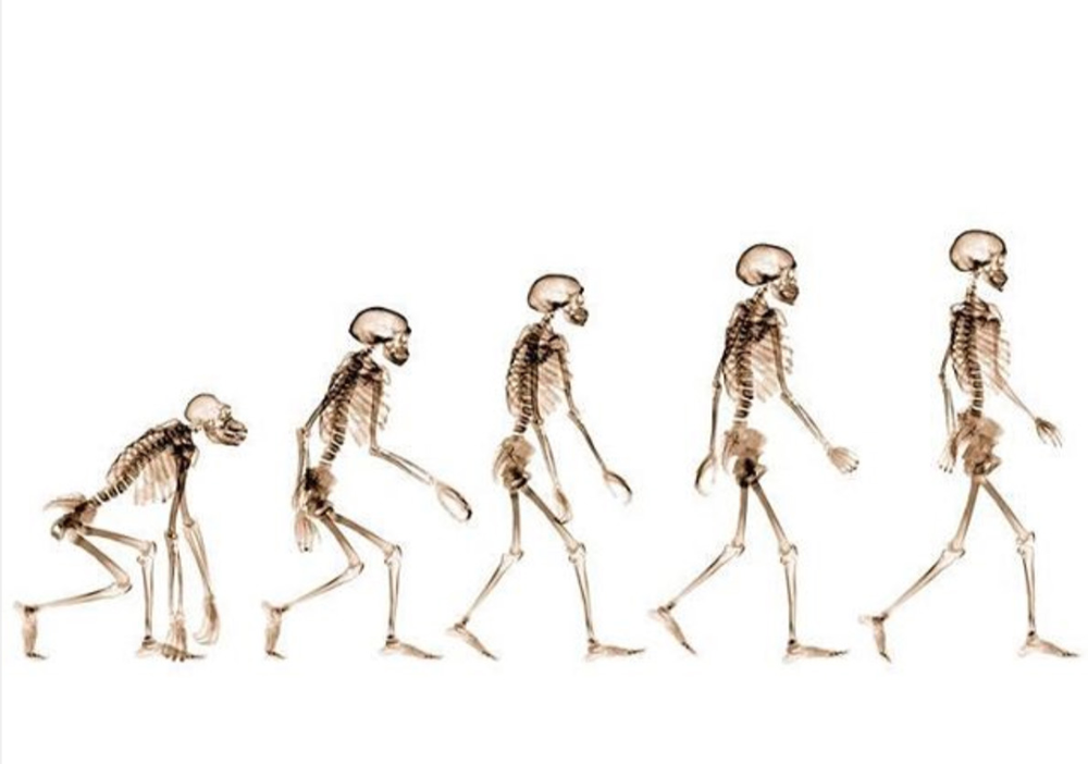 Evolution - move your pelvis!
