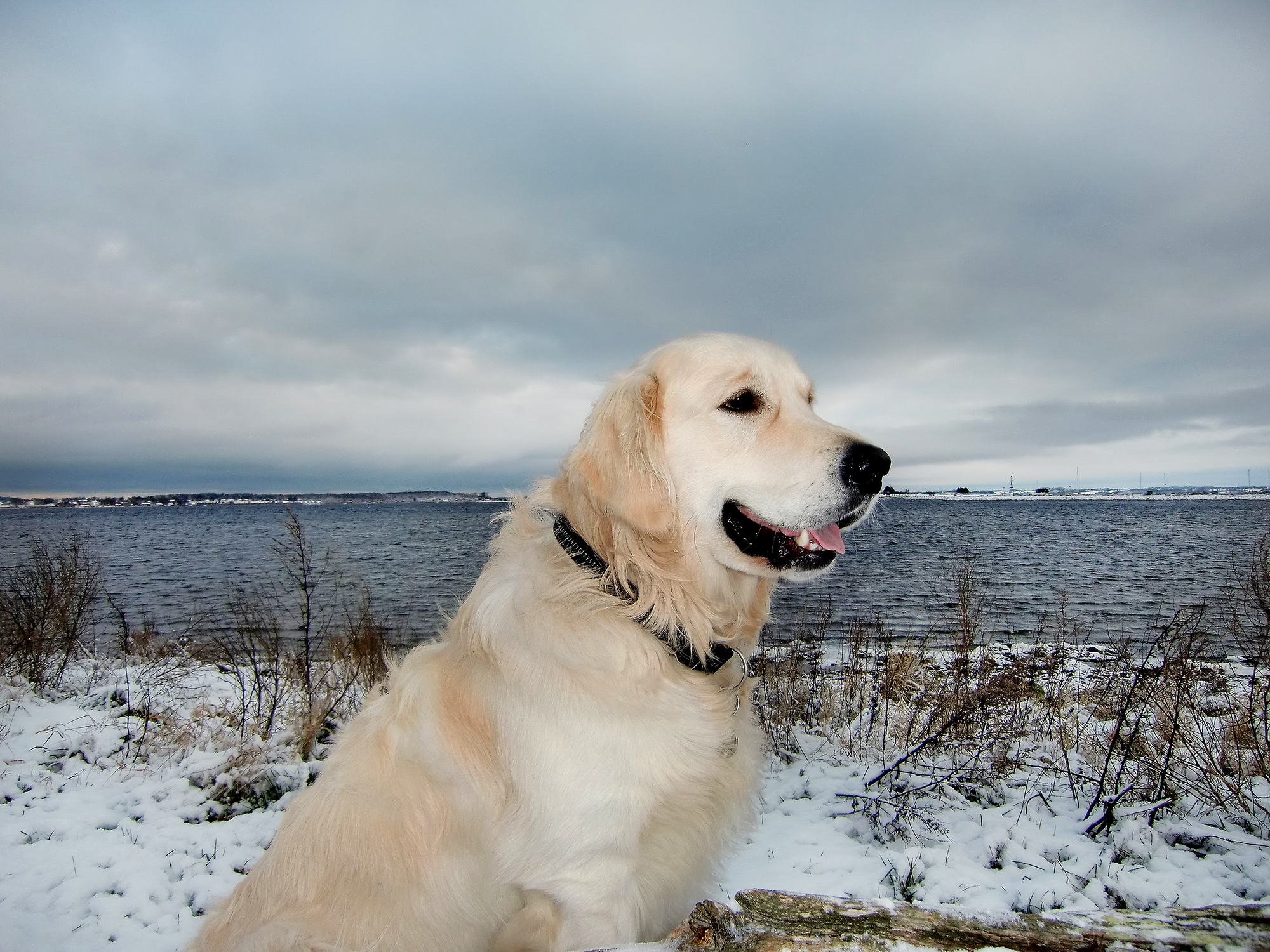 NEWLUCK Golden Retriever hvalpe til salg | hanhund eller tæve