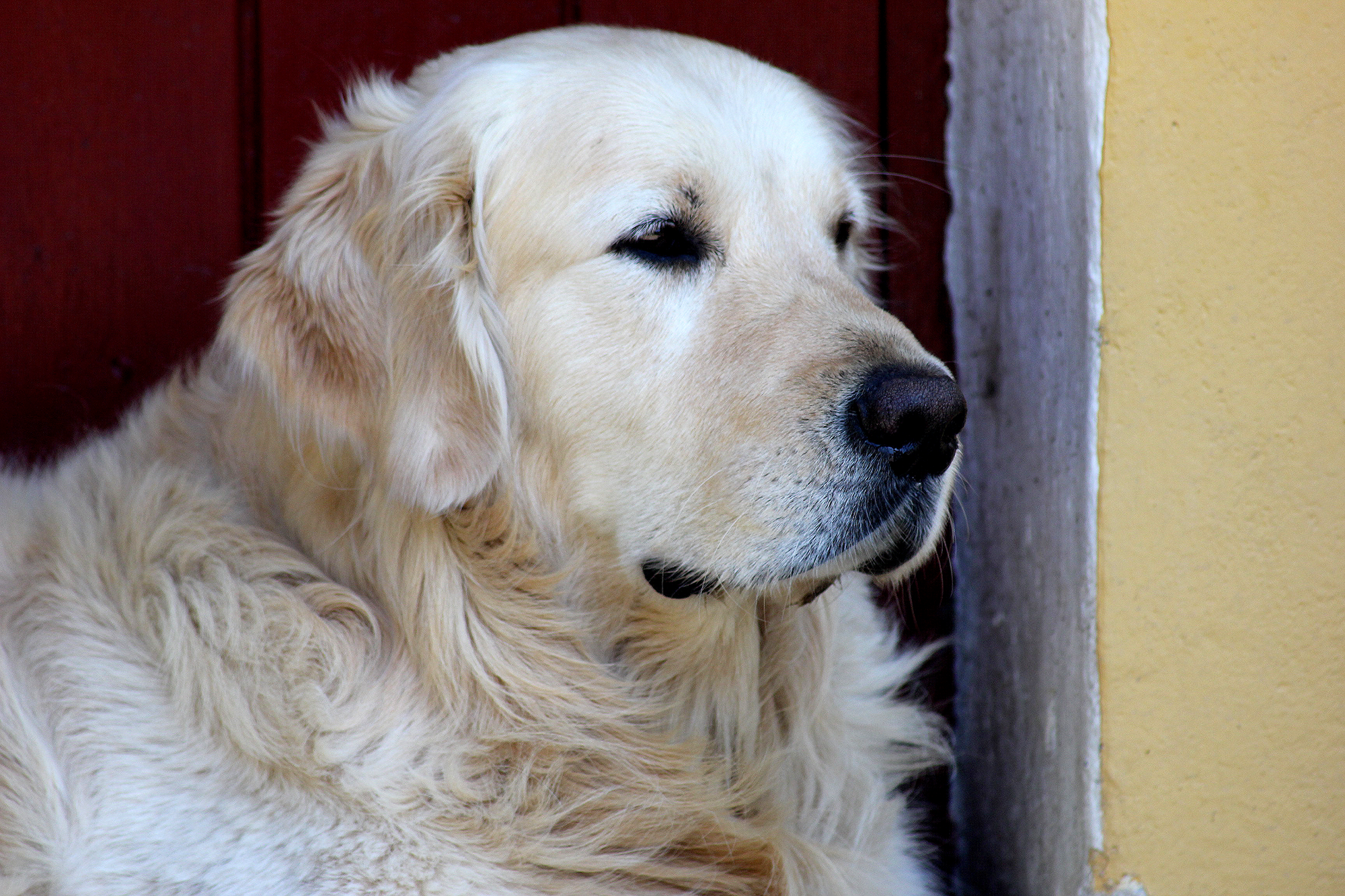 NEWLUCK Golden Retriever hvalpe til salg | hanhund eller tæve