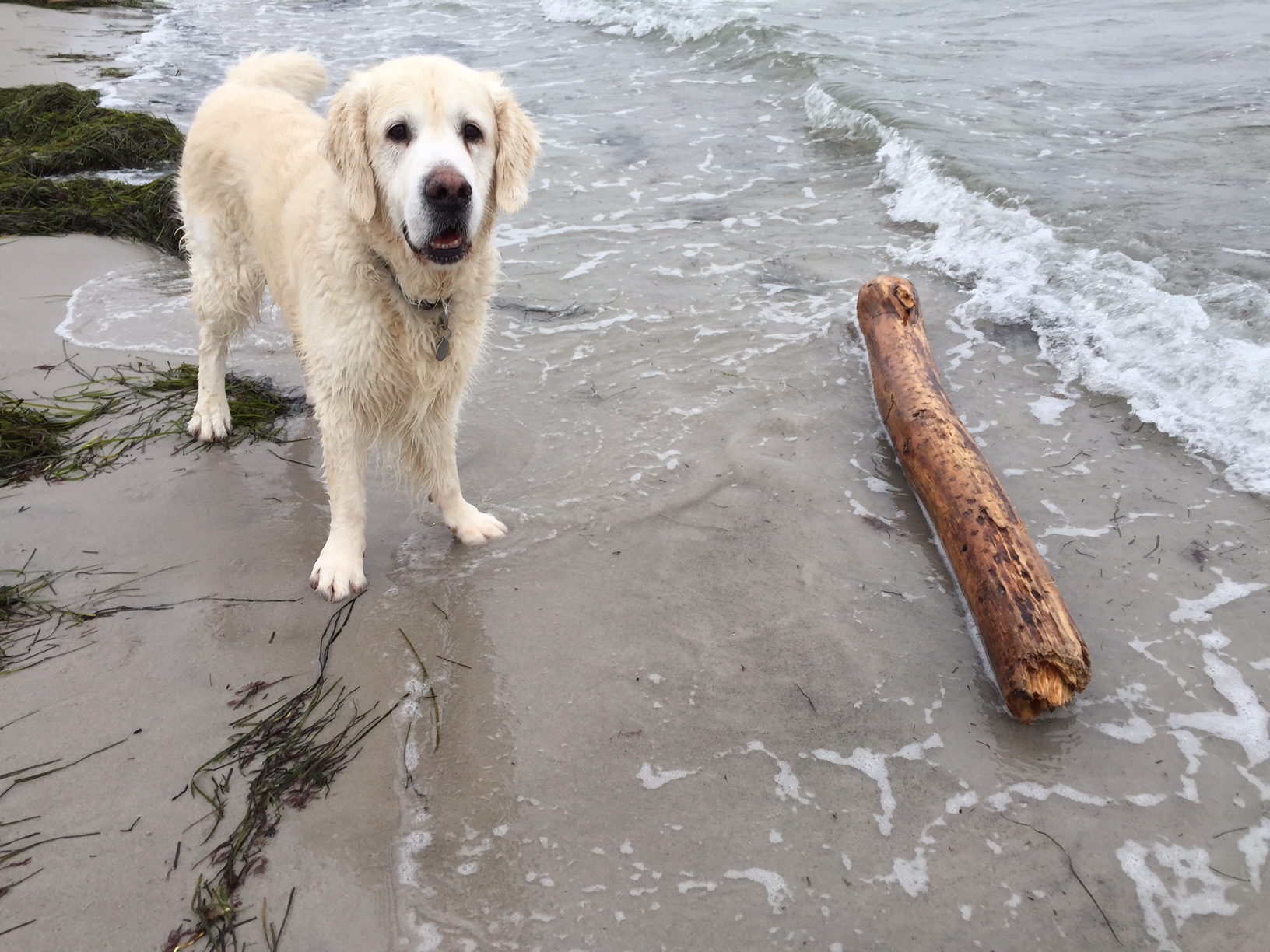 NEWLUCK Golden Retriever hvalpe til salg | hanhund eller tæve