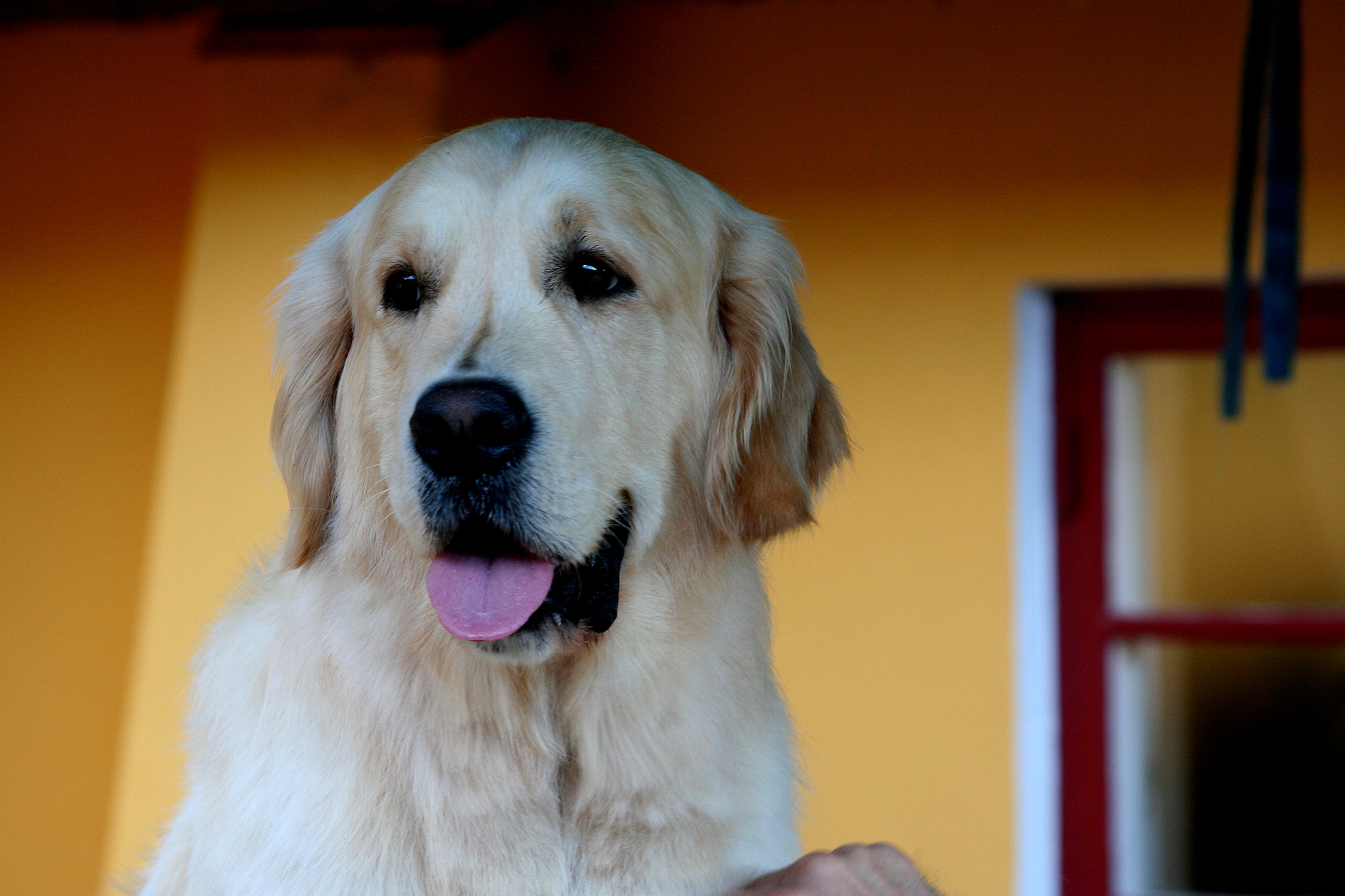 NEWLUCK Golden Retriever hvalpe til salg | hanhund eller tæve