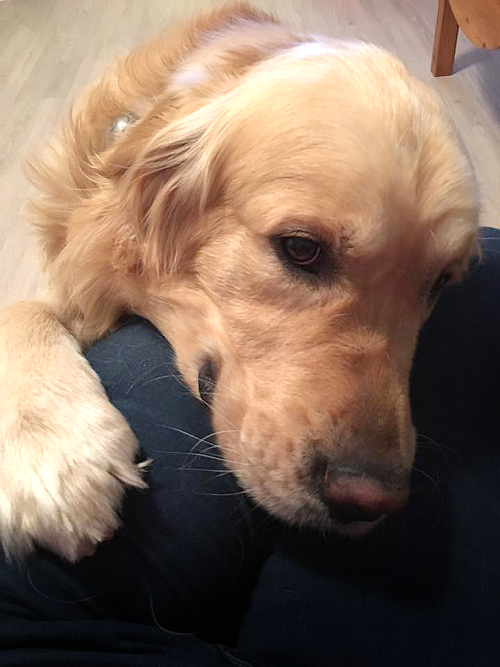 NEWLUCK Golden Retriever hvalpe til salg | hanhund eller tæve