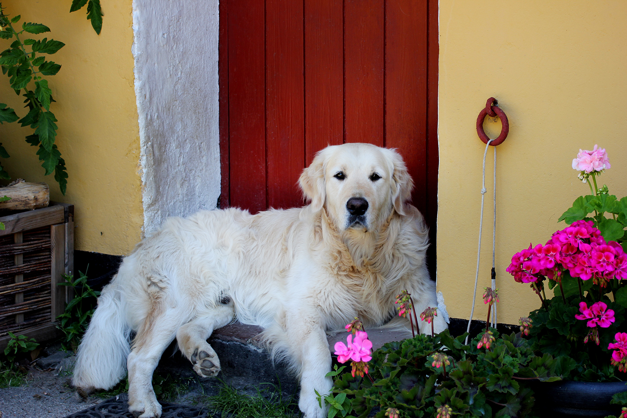 NEWLUCK Golden Retriever hvalpe til salg | hanhund eller tæve