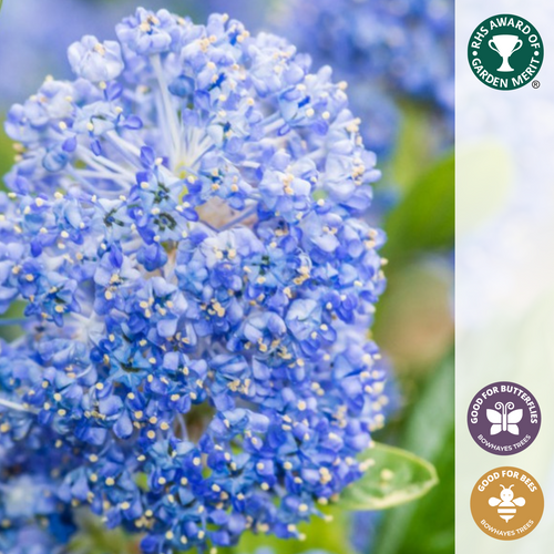 Ceanothus arboreus 'Trewithen Blue' | Californian Lilac | Bowhayes Trees