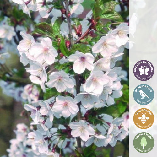 Prunus 'Snow Goose' | Upright Flowering Cherry Tree | Bowhayes Trees