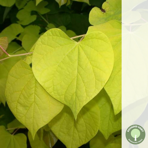 Cercis canadensis 'Hearts of Gold' | Redbud Tree | Bowhayes Trees
