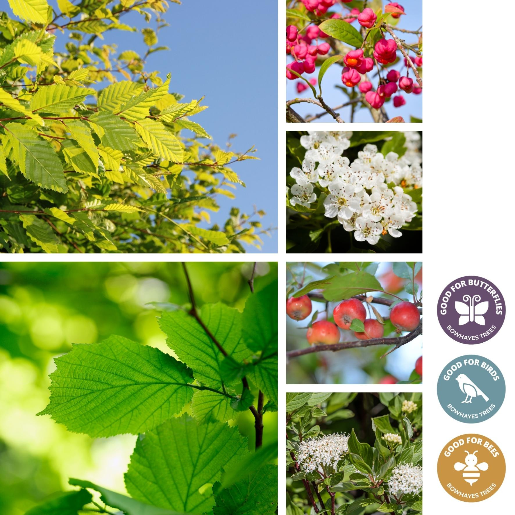 thornless-hedge-pack