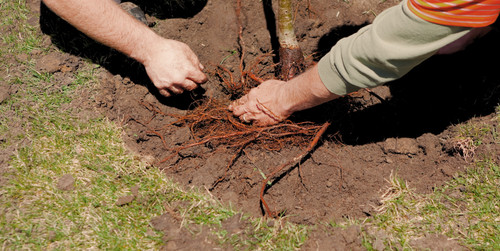 Bare Root Trees | Bowhayes Trees