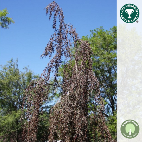 Fagus sylvatica 'Purple Fountain' | Weeping Copper Beech Tree ...