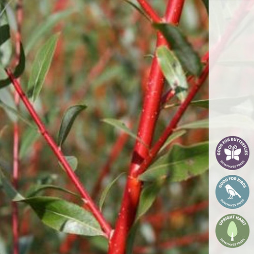 Salix alba vitellina 'Britzensis' | Scarlet Willow | Bowhayes Trees