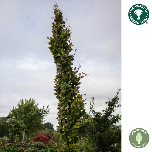 Fagus sylvatica 'Dawyck Gold' | Golden Fastigiate Beech Tree | Bowhayes ...
