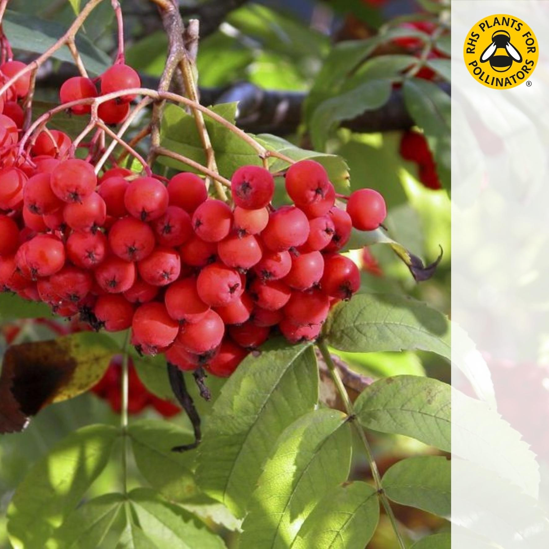 mountain-ash-sorbus-aucuparia