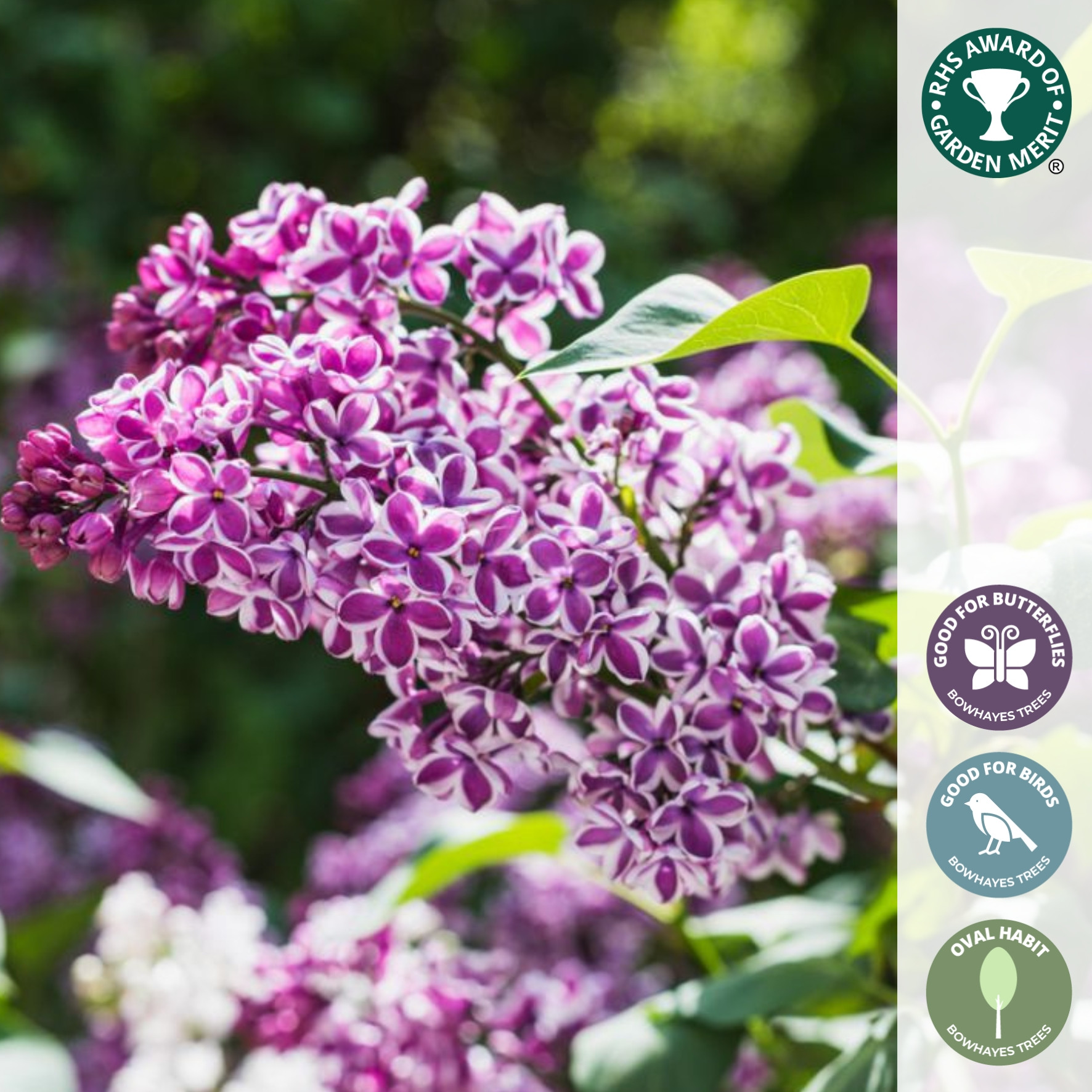 syringa-vulgaris-sensation-purple-flowering-lilac-tree