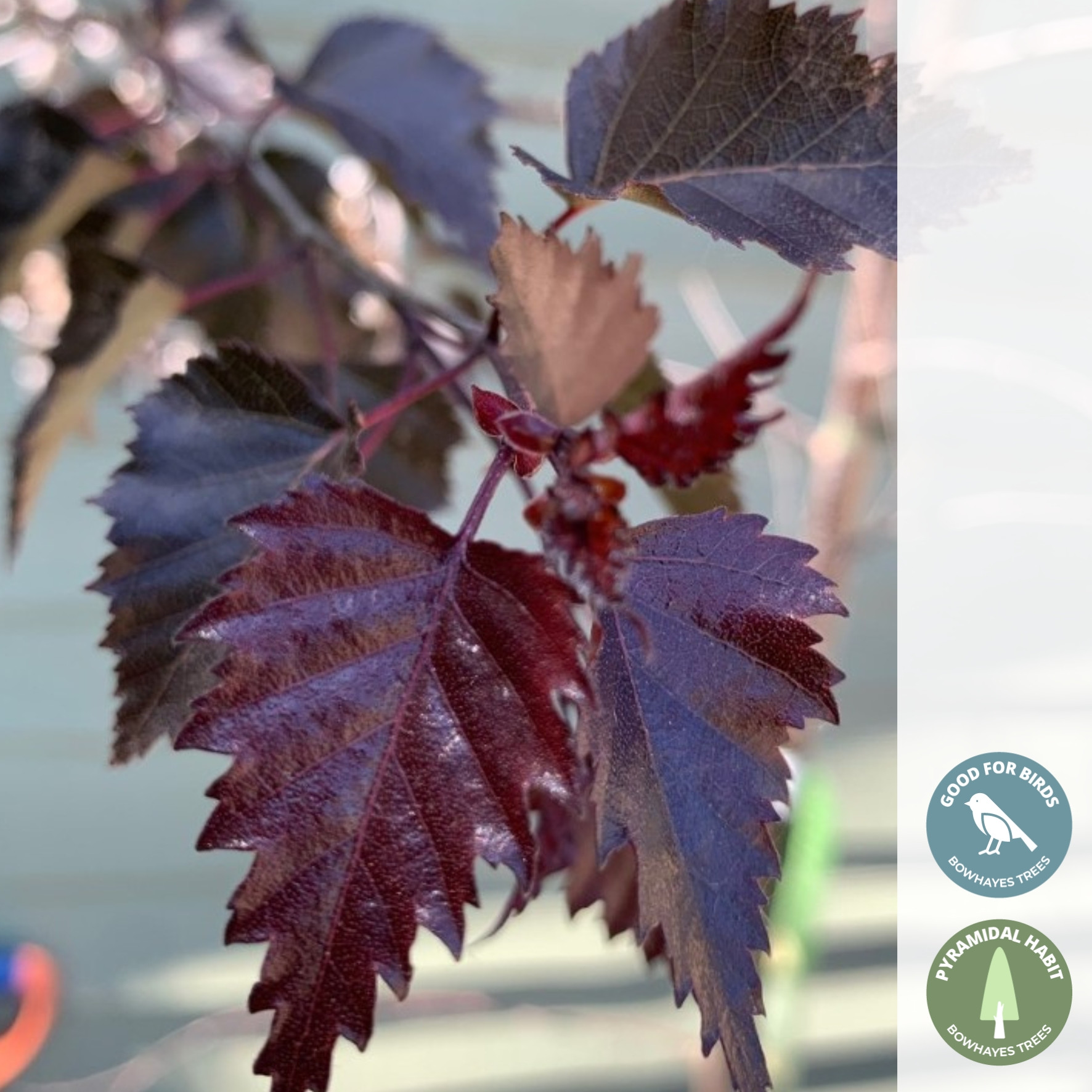 betula-pendula-royal-frost-purple-birch-tree