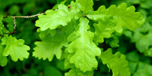 Oak Hedging | Quercus | Bowhayes Trees