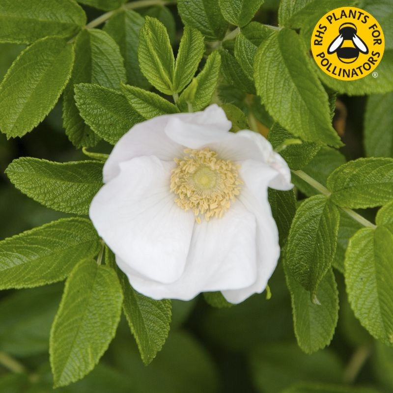 white-japanese-rose-rosa-rugosa-alba