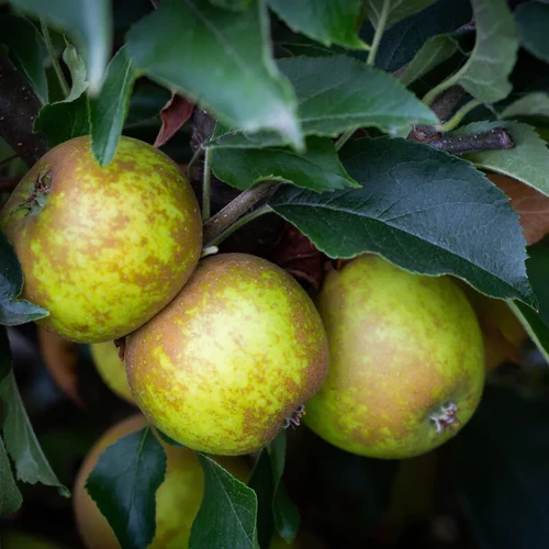 Malus domestica 'Egremont Russet' | Apple Tree | Bowhayes Trees
